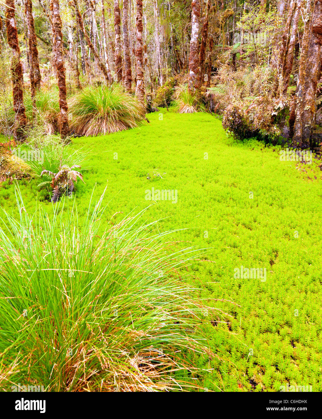 Green forest clearing hi-res stock photography and images - Alamy