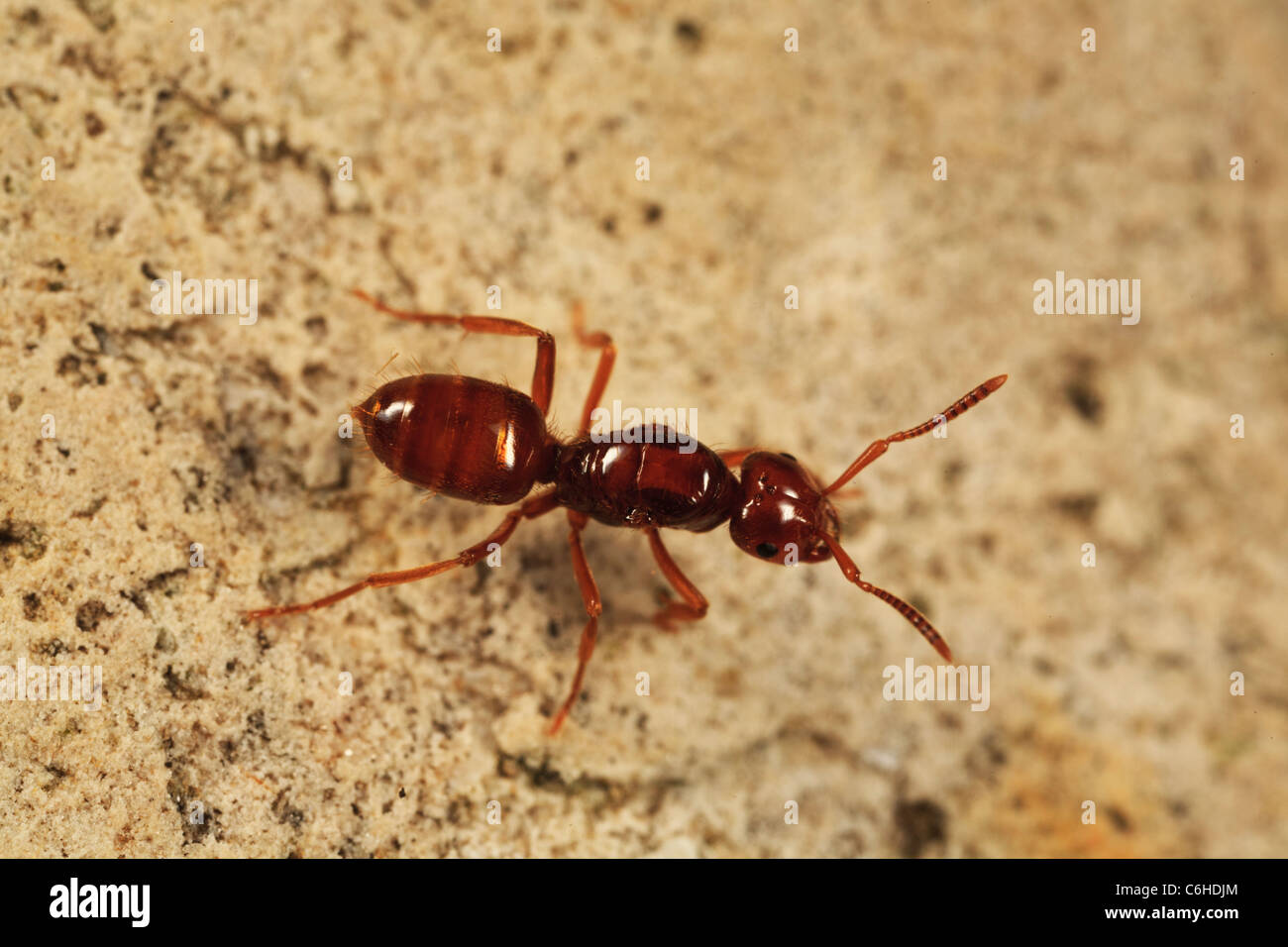 Ant closeup hi-res stock photography and images - Alamy
