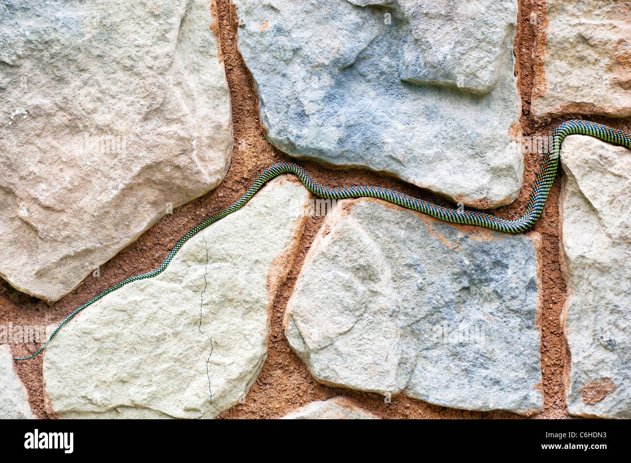 A brightly coloured Paradise Snake tail on rocks Stock Photo - Alamy