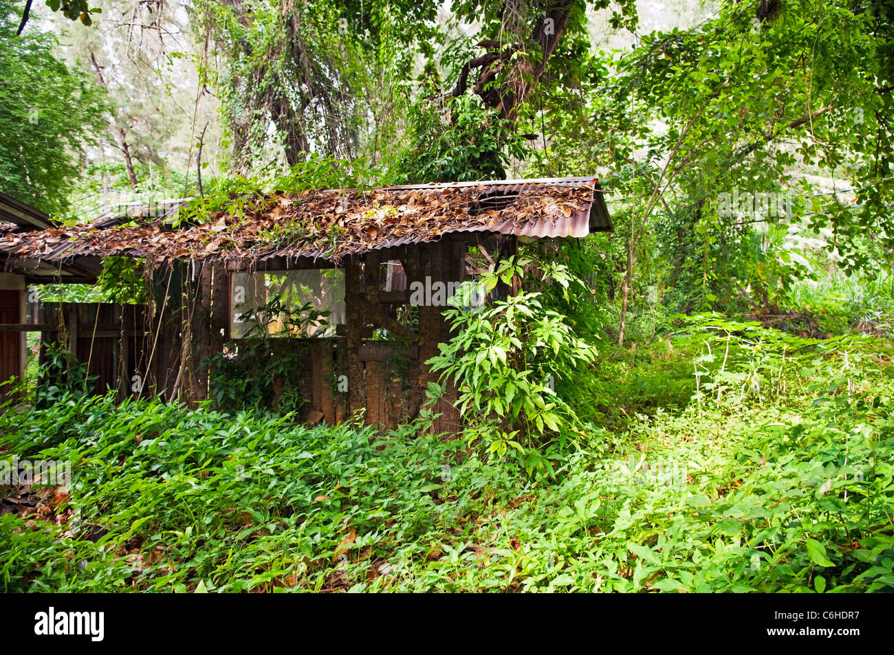 Ruin of a small hut covered by encroaching jungle Stock Photo - Alamy