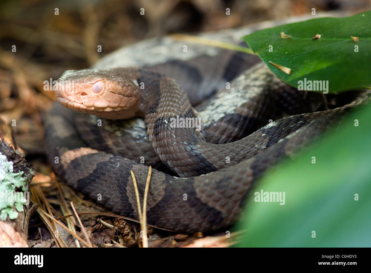 Copperhead Snake - Brevard, North Carolina, USA Stock Photo - Alamy