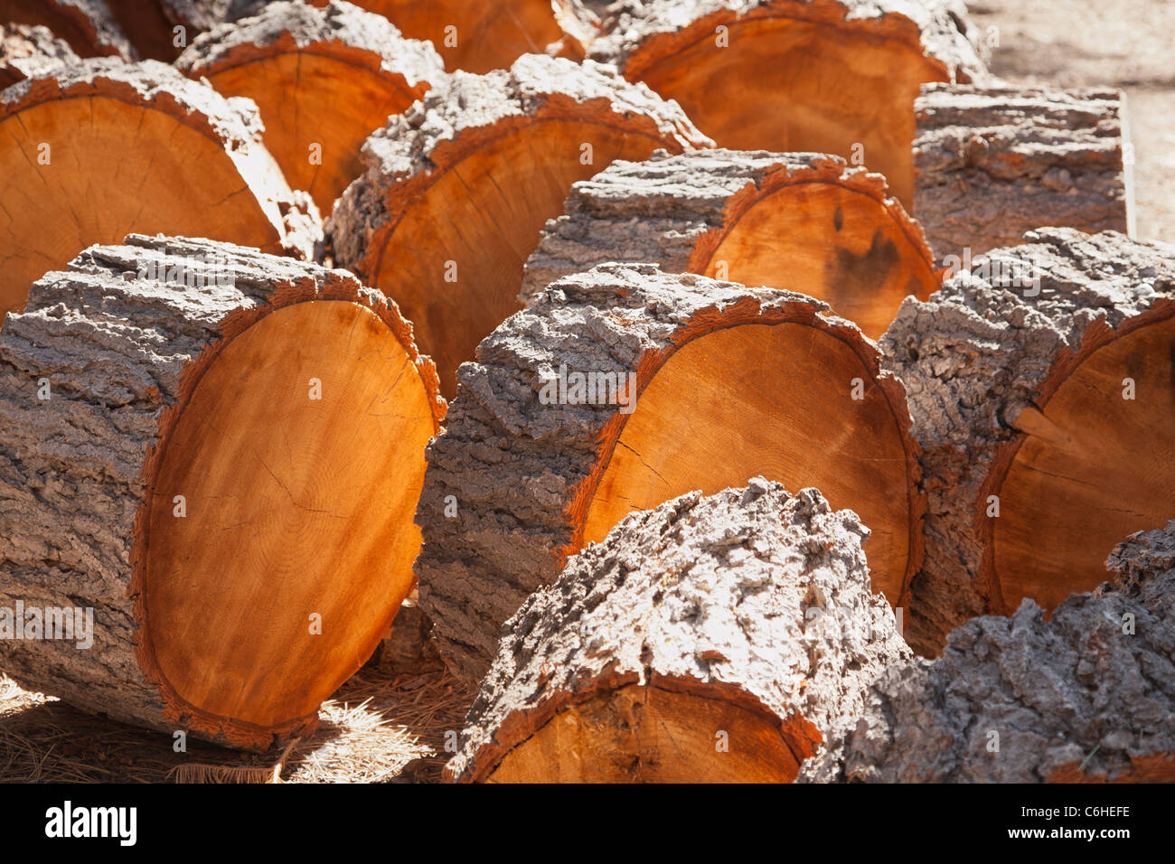Piles of Freshly Cut Pine Logs in the Afternoon Sunshine Stock Photo ...