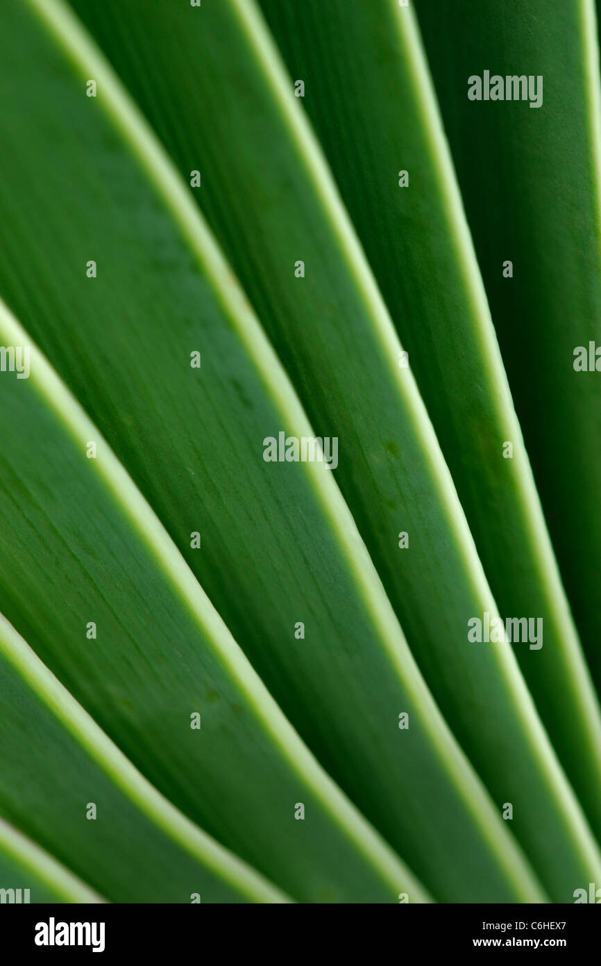 An abstract of green leaves Stock Photo - Alamy
