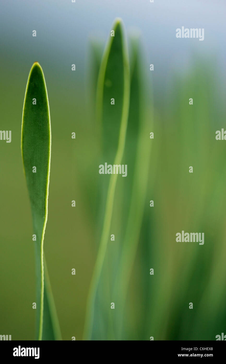 An abstract of green twisted leaves Stock Photo - Alamy