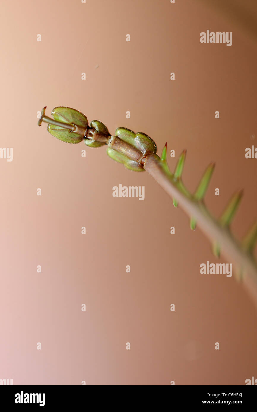 Close up of a locust leg and foot Stock Photo - Alamy