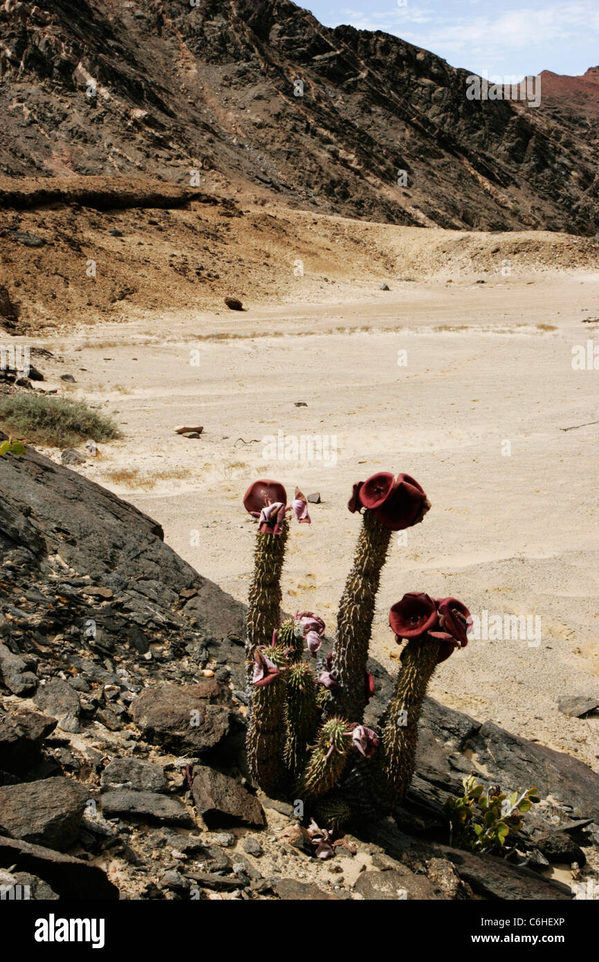 Hoodia plant hi-res stock photography and images - Alamy