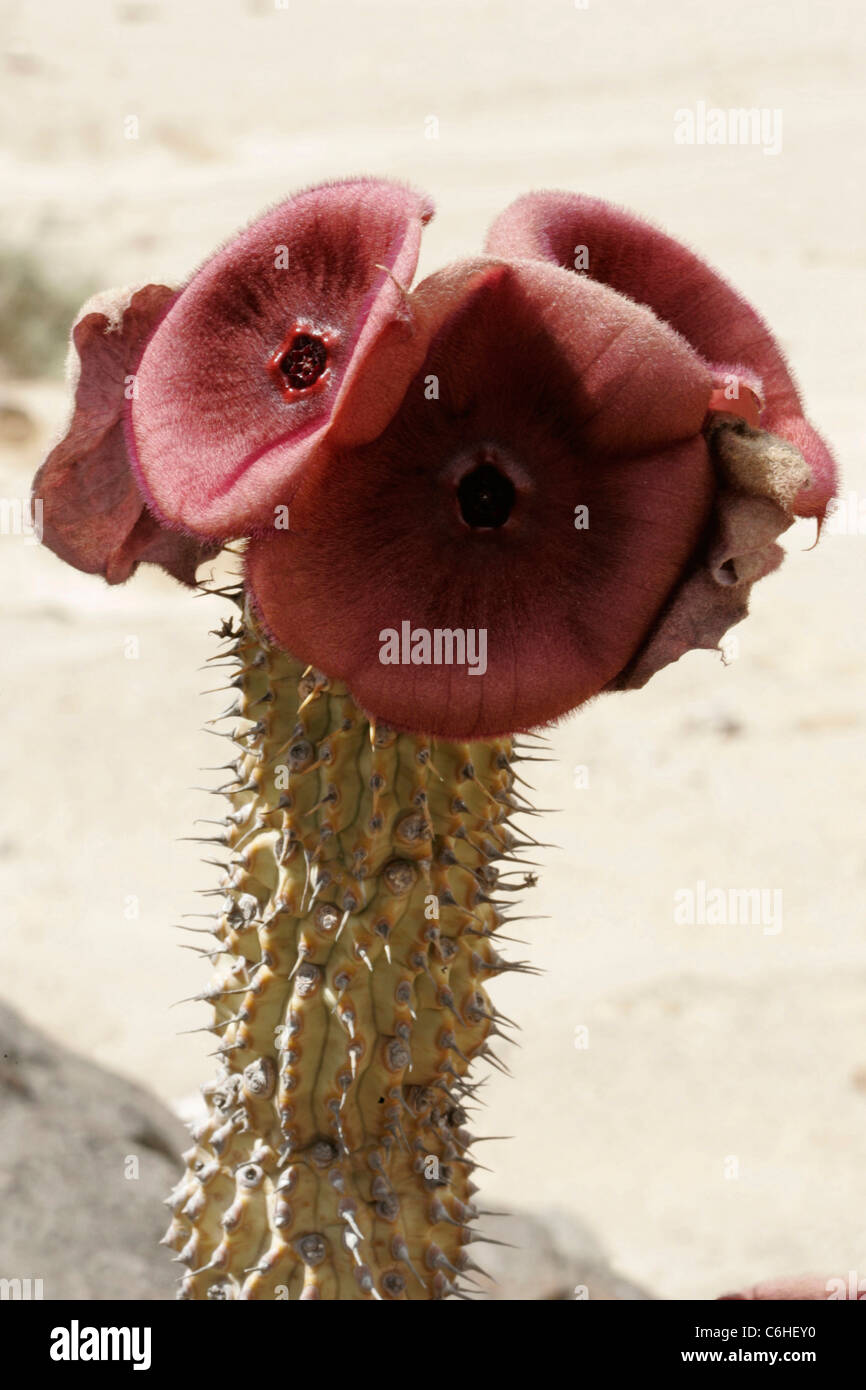 Close-up of deep red Hoodia flower Stock Photo - Alamy