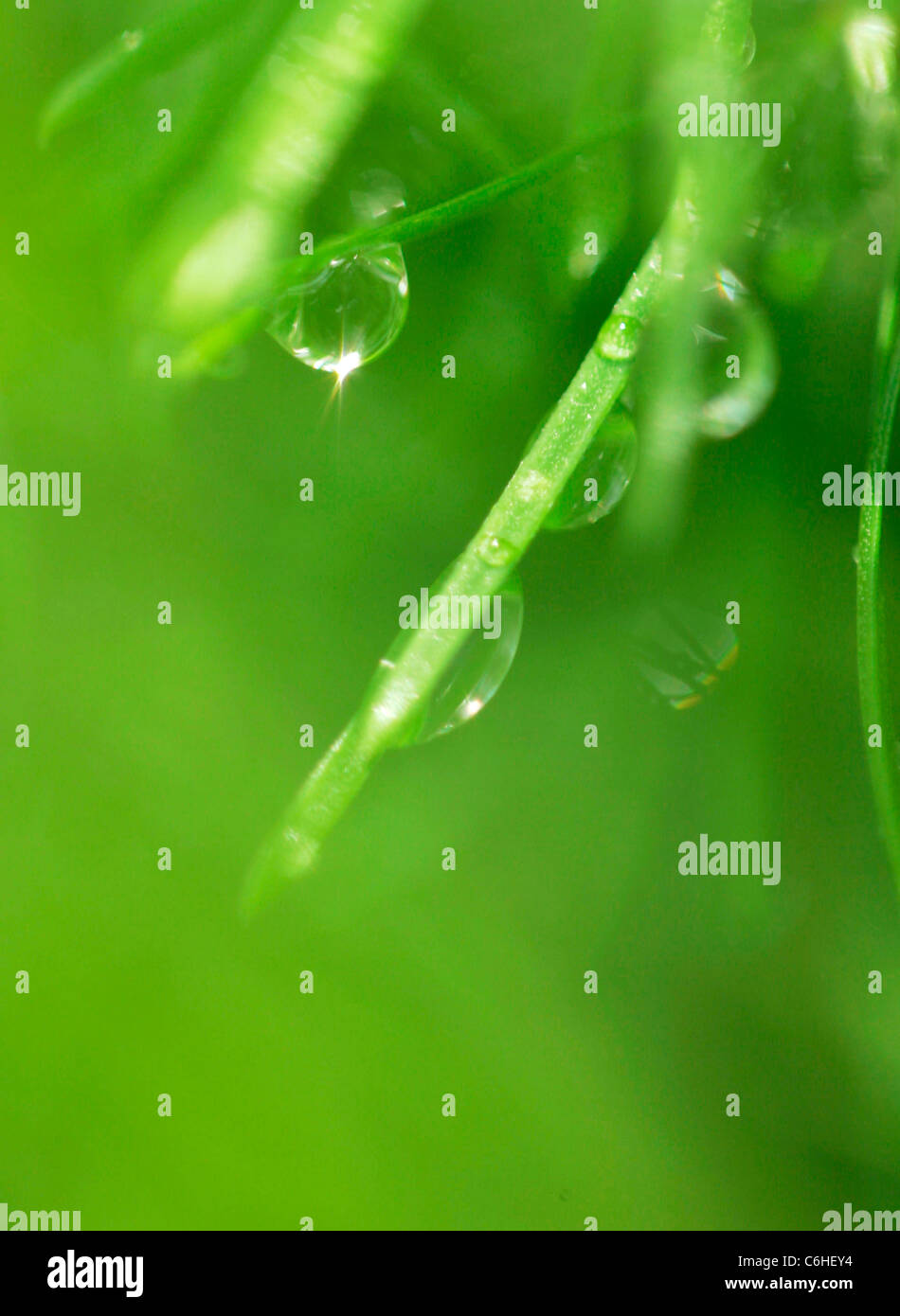 Water dripping from leaves hi-res stock photography and images - Alamy