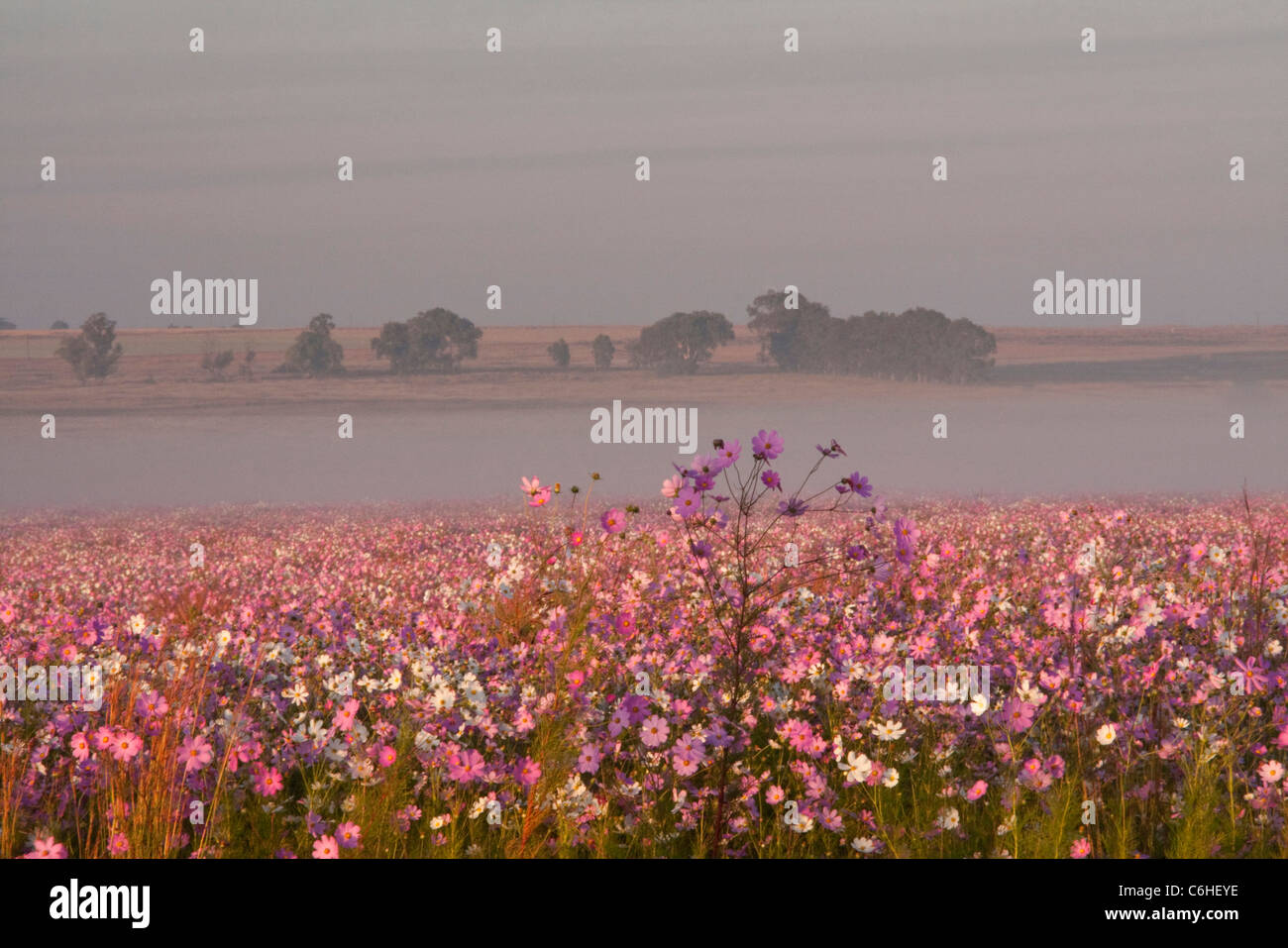 Cosmos landscape hi-res stock photography and images - Alamy