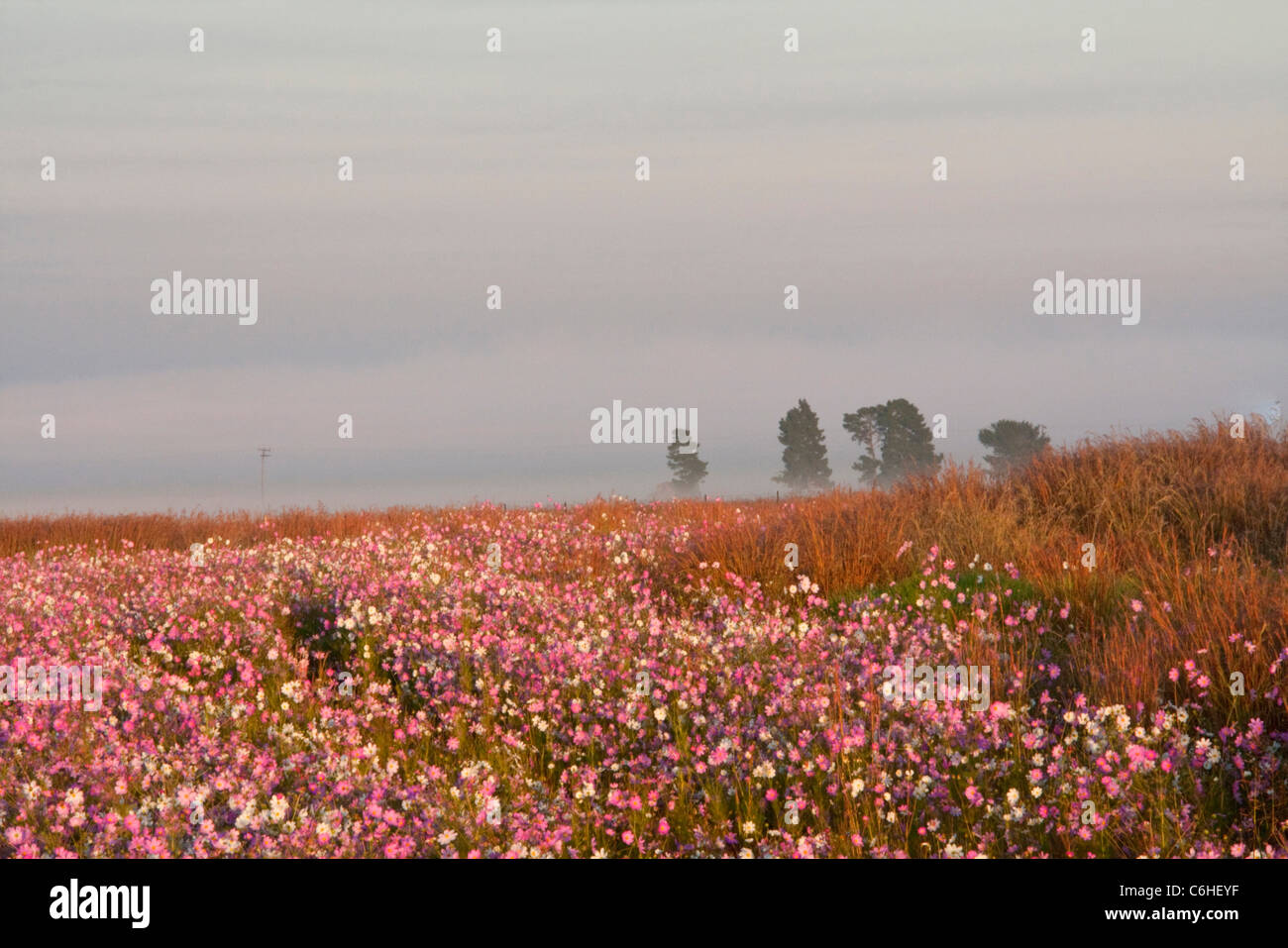 Highveld landscape with a field of cosmos and mist in a distant valley ...