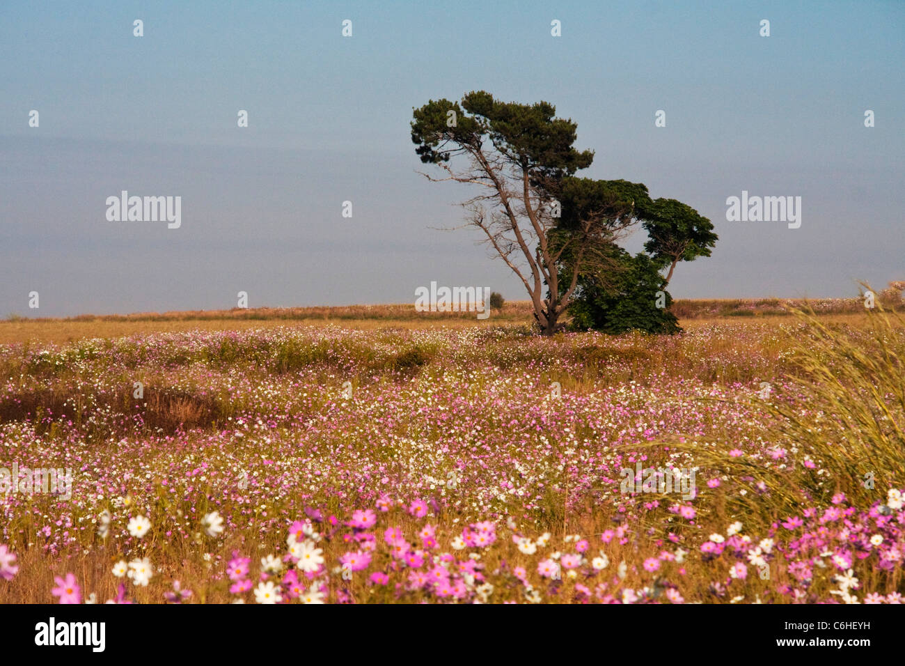 Highveld landscape with a pine tree surrounded by a field of cosmos ...