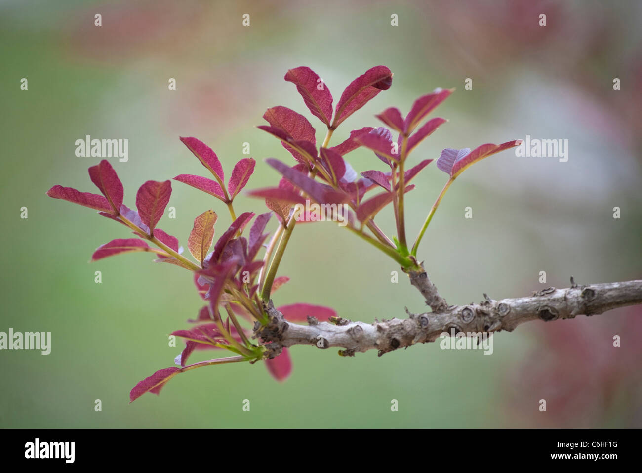 First shoots of spring on a Maroela tree (Sclerocarya birrea Stock ...