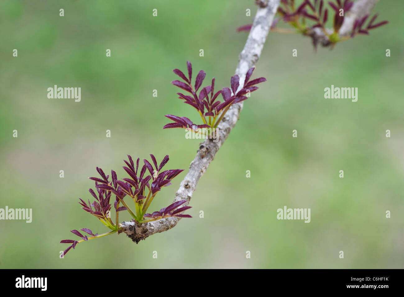 First shoots of spring on a Maroela tree (Sclerocarya birrea Stock ...