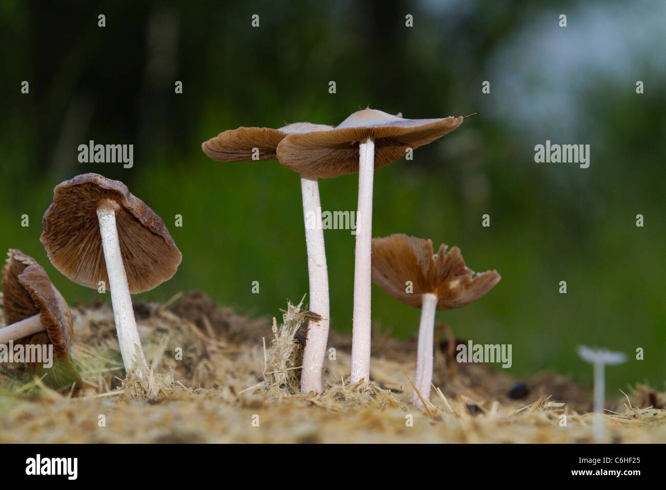 Mushrooms growing from a nutritious pile of decaying elephant dung ...