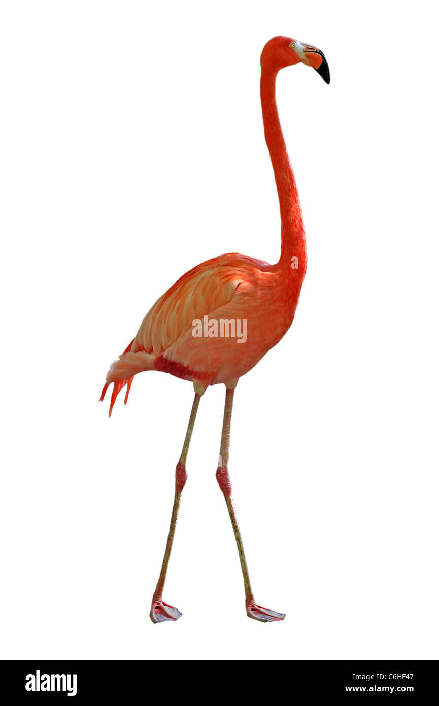 pink flamingo isolated on white Stock Photo - Alamy