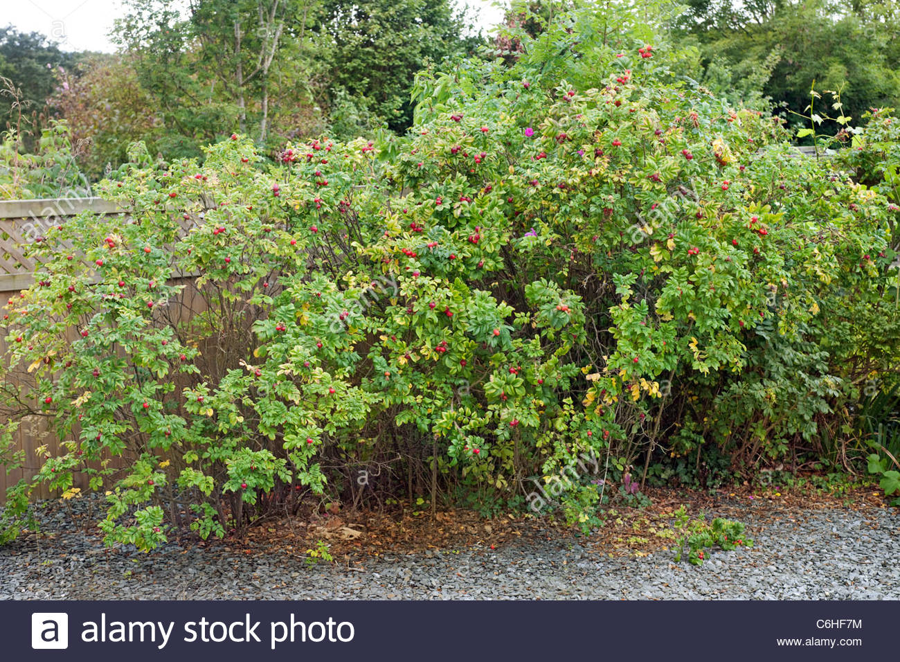 Rosa rugosa hedge Stock Photo: 38493832 - Alamy