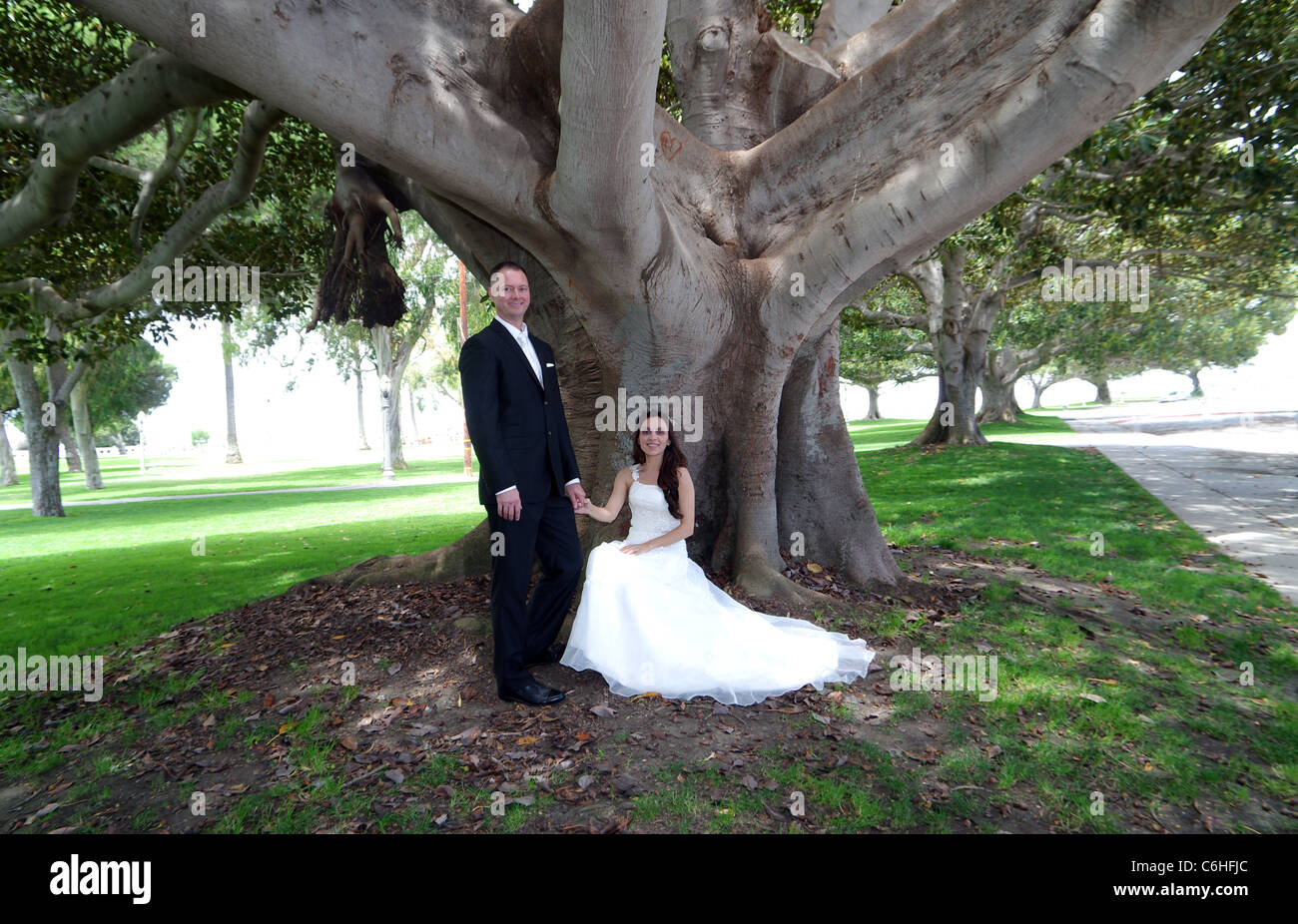 Giant tree hi-res stock photography and images - Alamy
