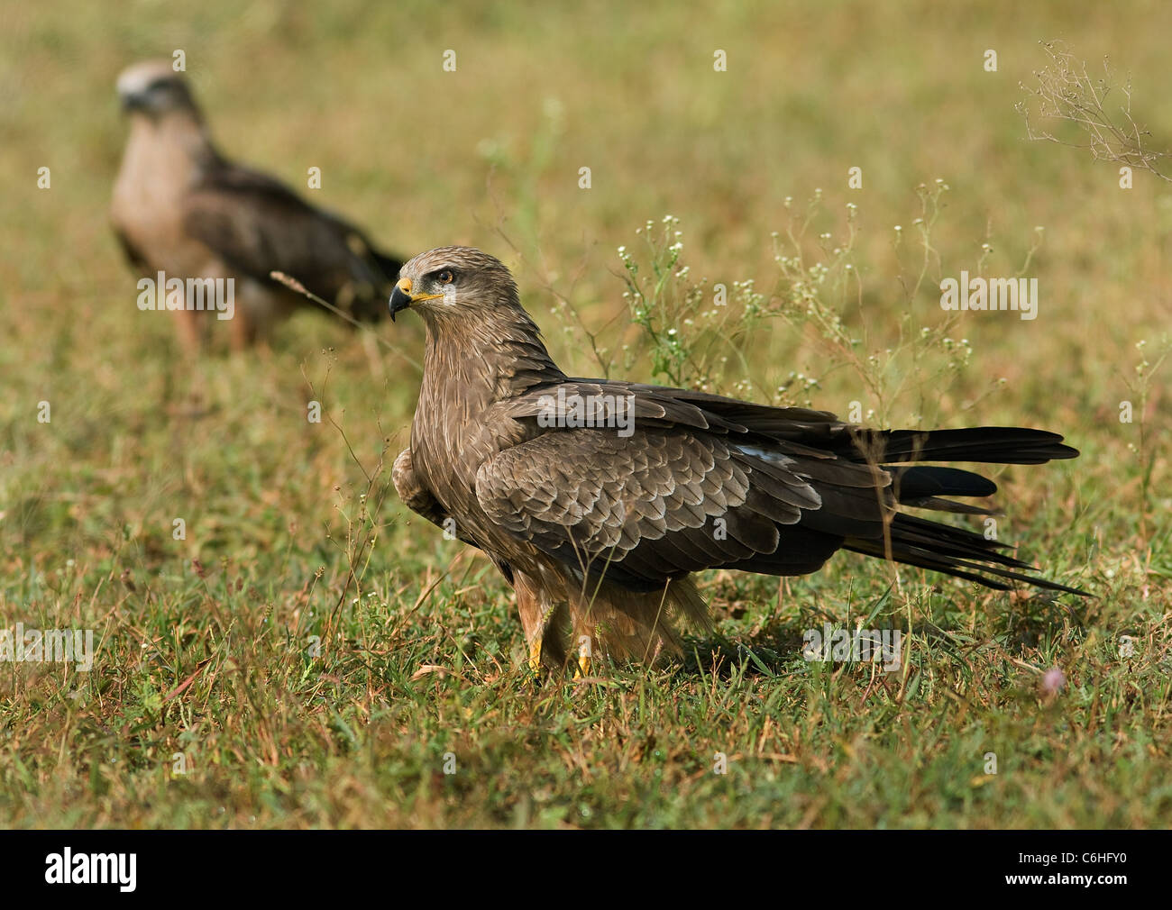 India rafter hi-res stock photography and images - Alamy