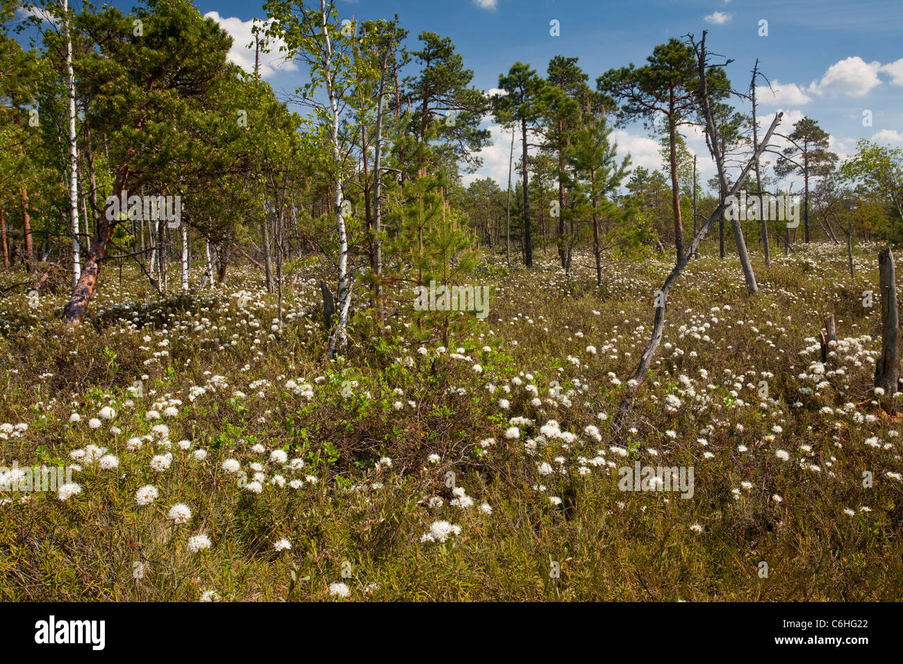 Labrador tea plant hi-res stock photography and images - Alamy