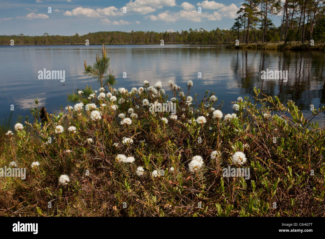 Bog labrador tea hi-res stock photography and images - Alamy