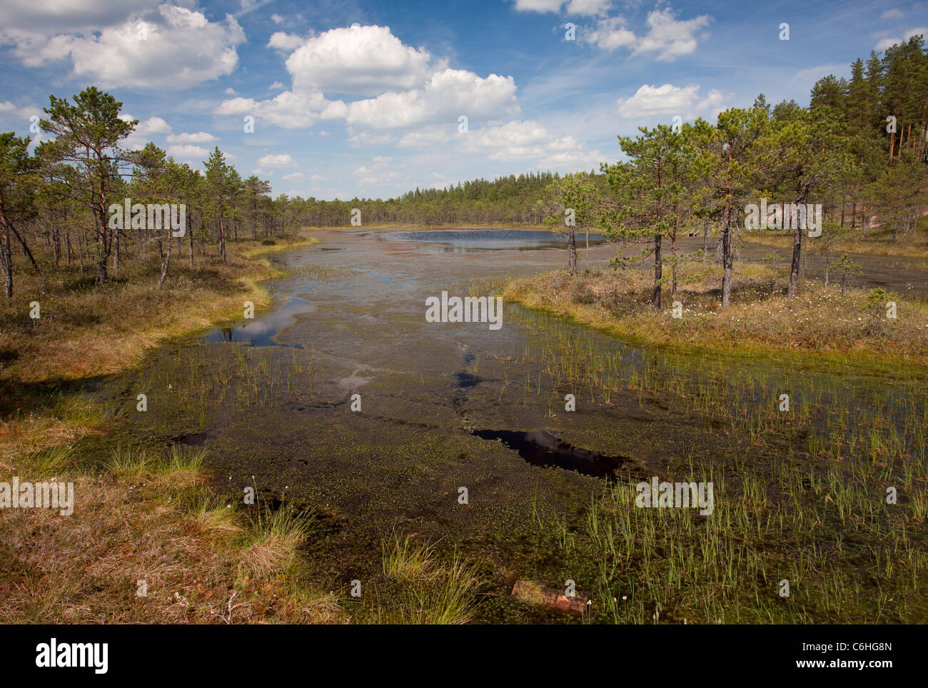 Shallow acid lake at Meenikunno Maastikukaitseala bog, Estonia Stock ...