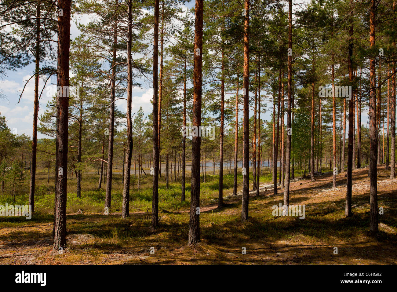 Open pine forest at Meenikunno Maastikukaitseala bog, Estonia Stock ...