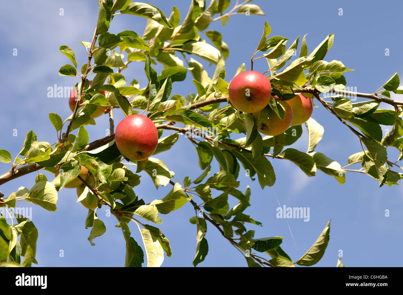 Apples tree variety hi-res stock photography and images - Alamy