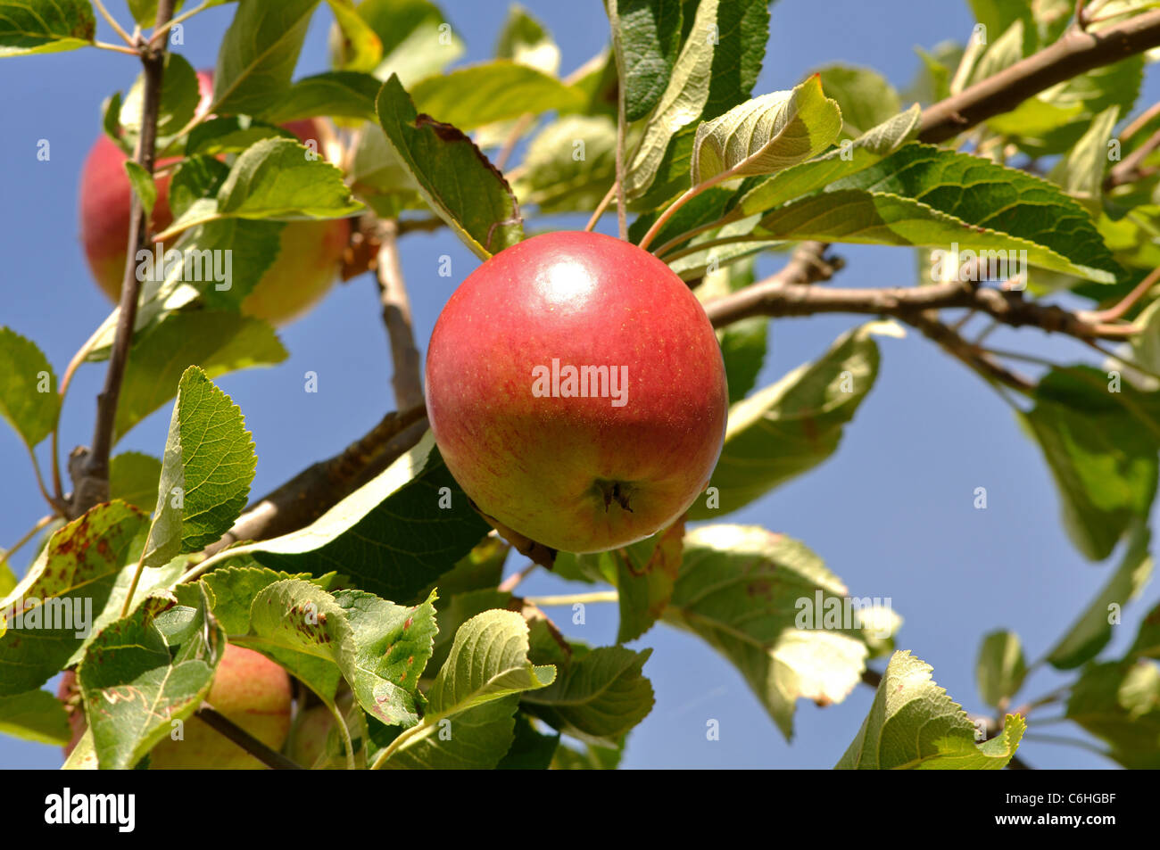 Laxton`s Superb apple Stock Photo - Alamy