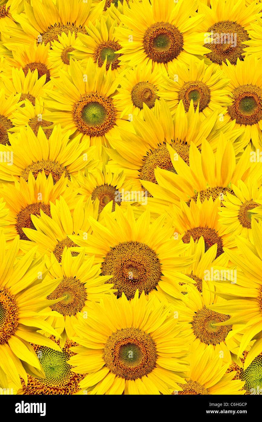 background made of beautiful yellow sunflowers Stock Photo - Alamy