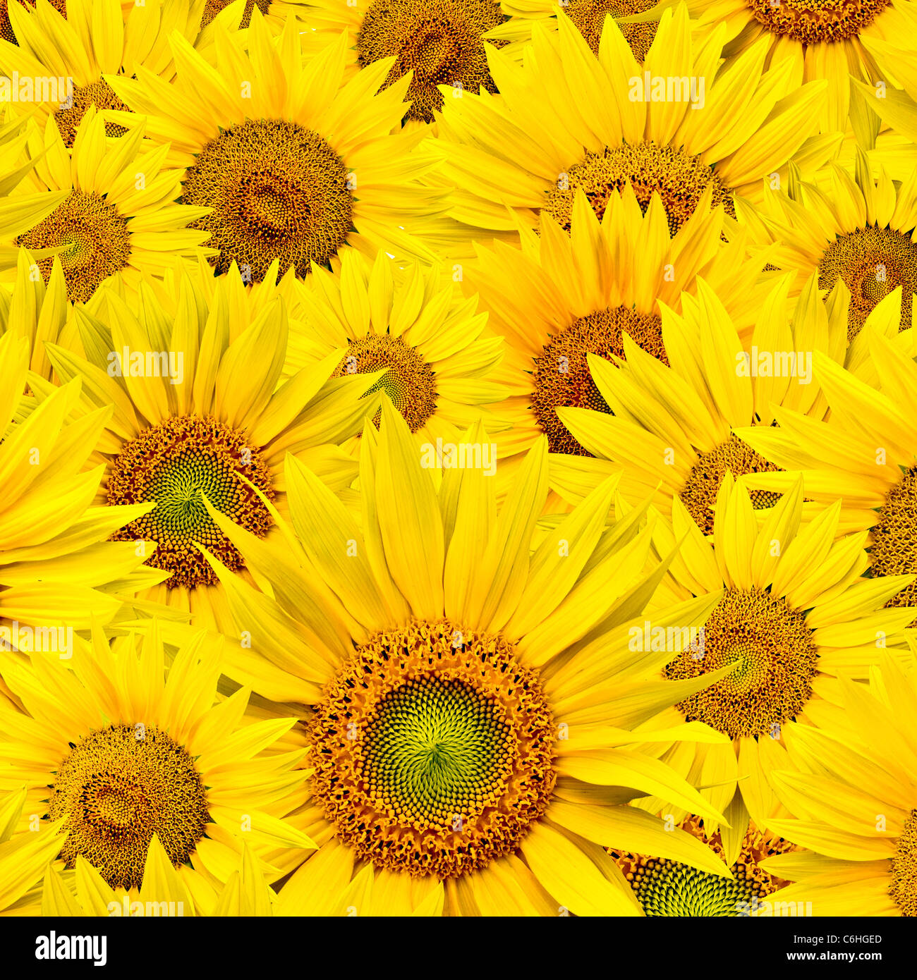 background made of beautiful yellow sunflowers Stock Photo - Alamy