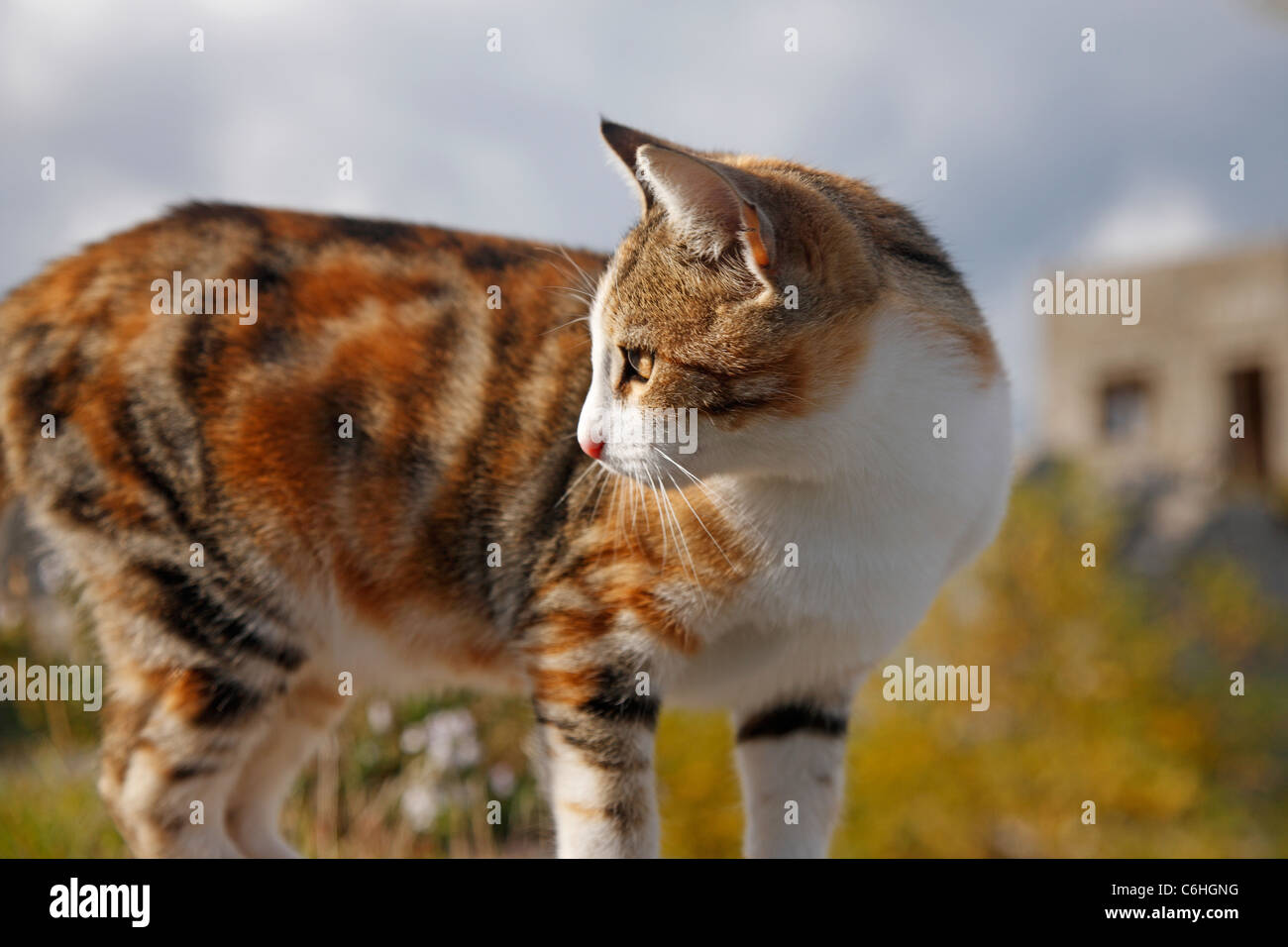 Cat sitting on fence post hi-res stock photography and images - Alamy