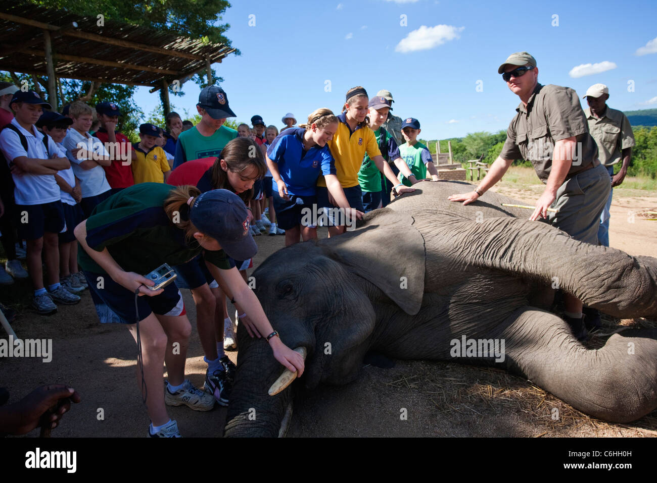 Children on school outing at Elephant Whispers touching an elephant's ...
