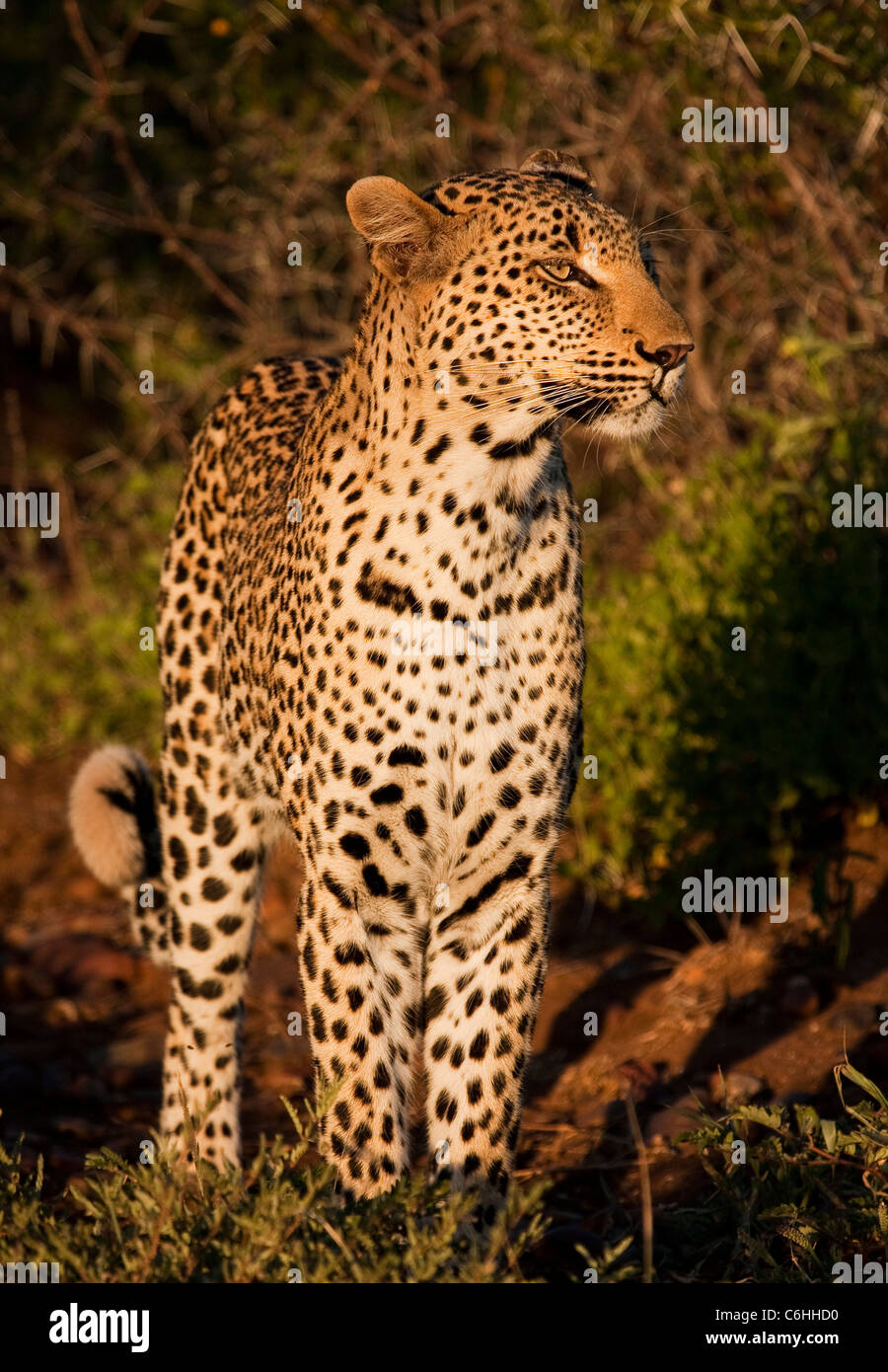 Leopard standing hi-res stock photography and images - Alamy