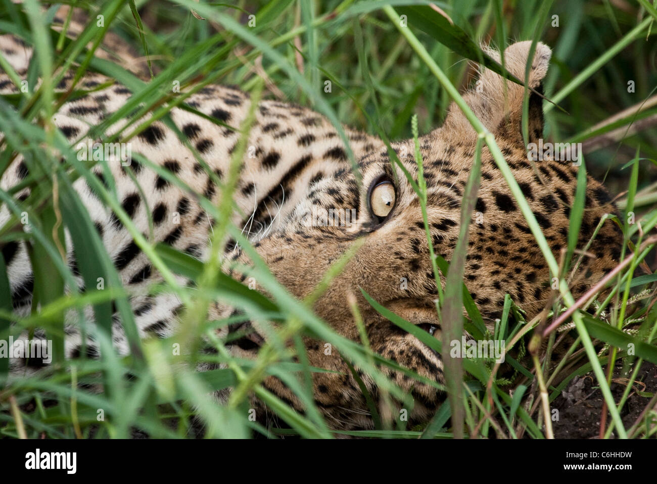 Leopard lying down hi-res stock photography and images - Alamy