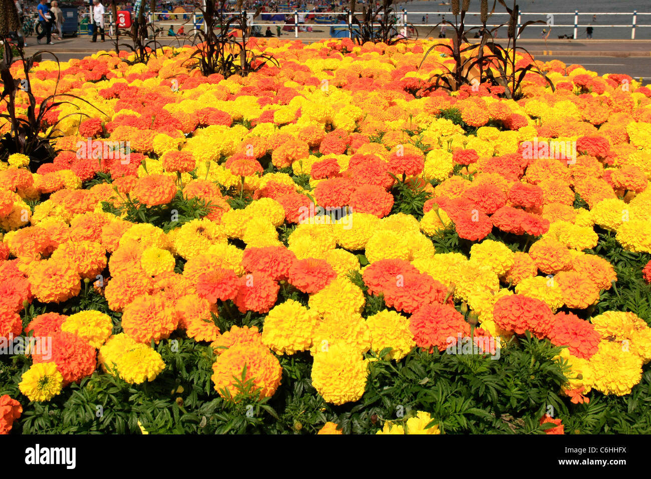 Giant African Marigolds in a large flowerbed Stock Photo - Alamy