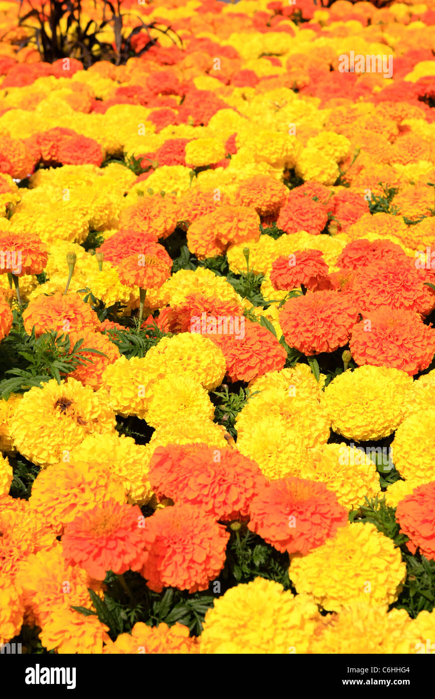 Giant African Marigolds in a large flowerbed Stock Photo - Alamy