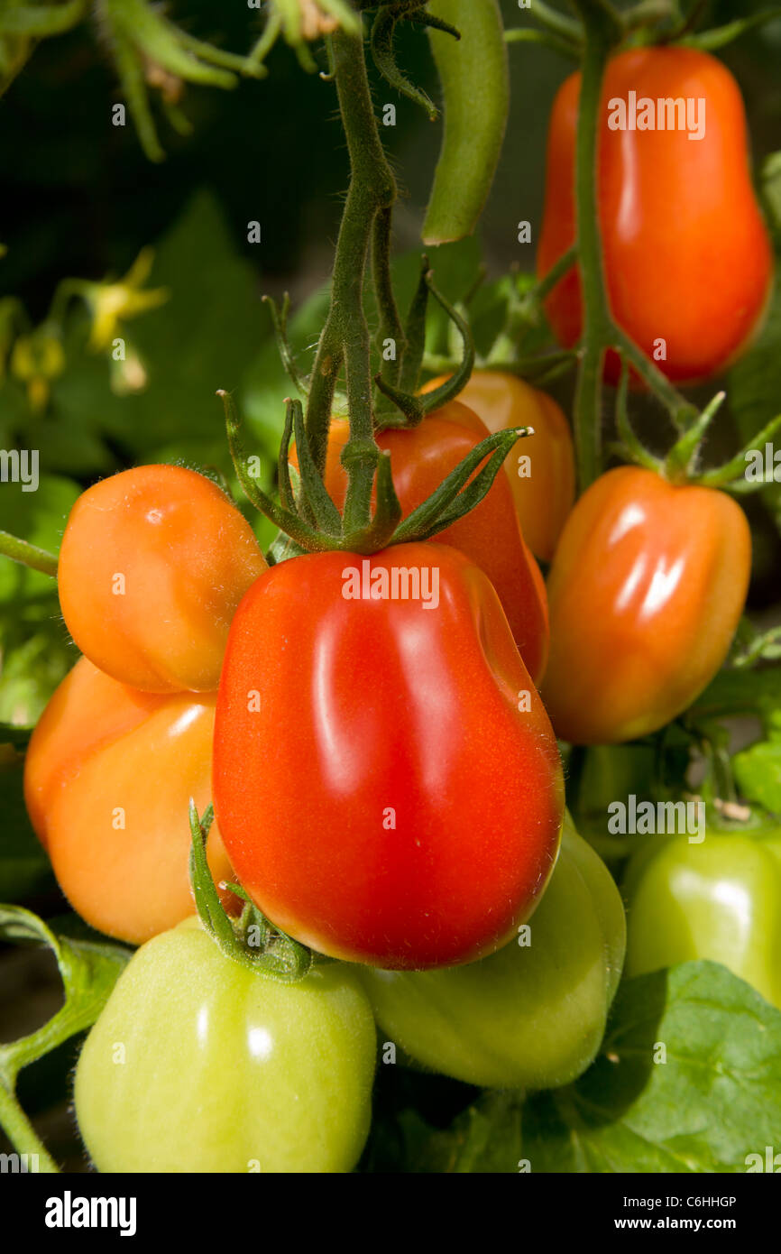 Roma fruit hi-res stock photography and images - Alamy