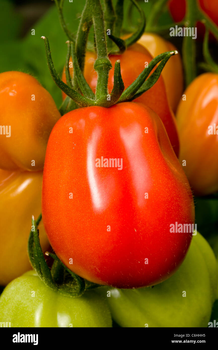 Roma tomato plant hi-res stock photography and images - Alamy