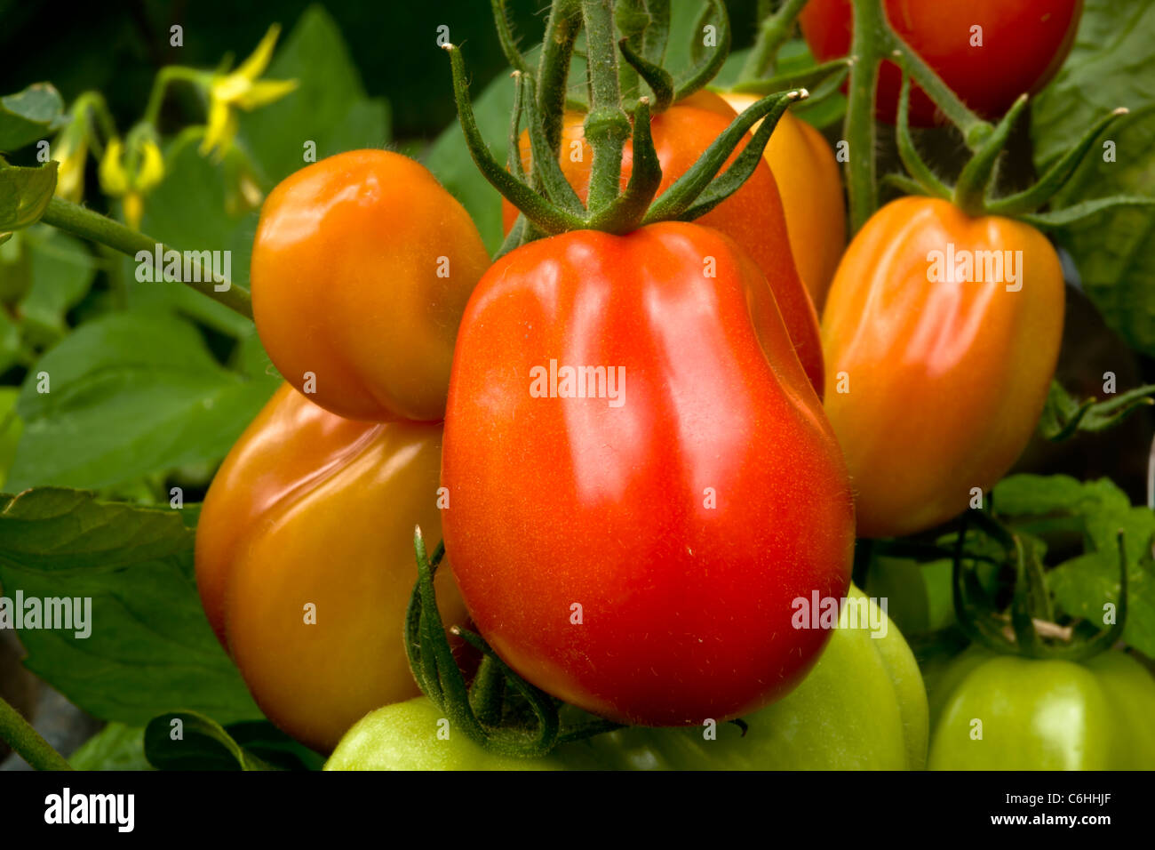 Roma fruit hi-res stock photography and images - Alamy