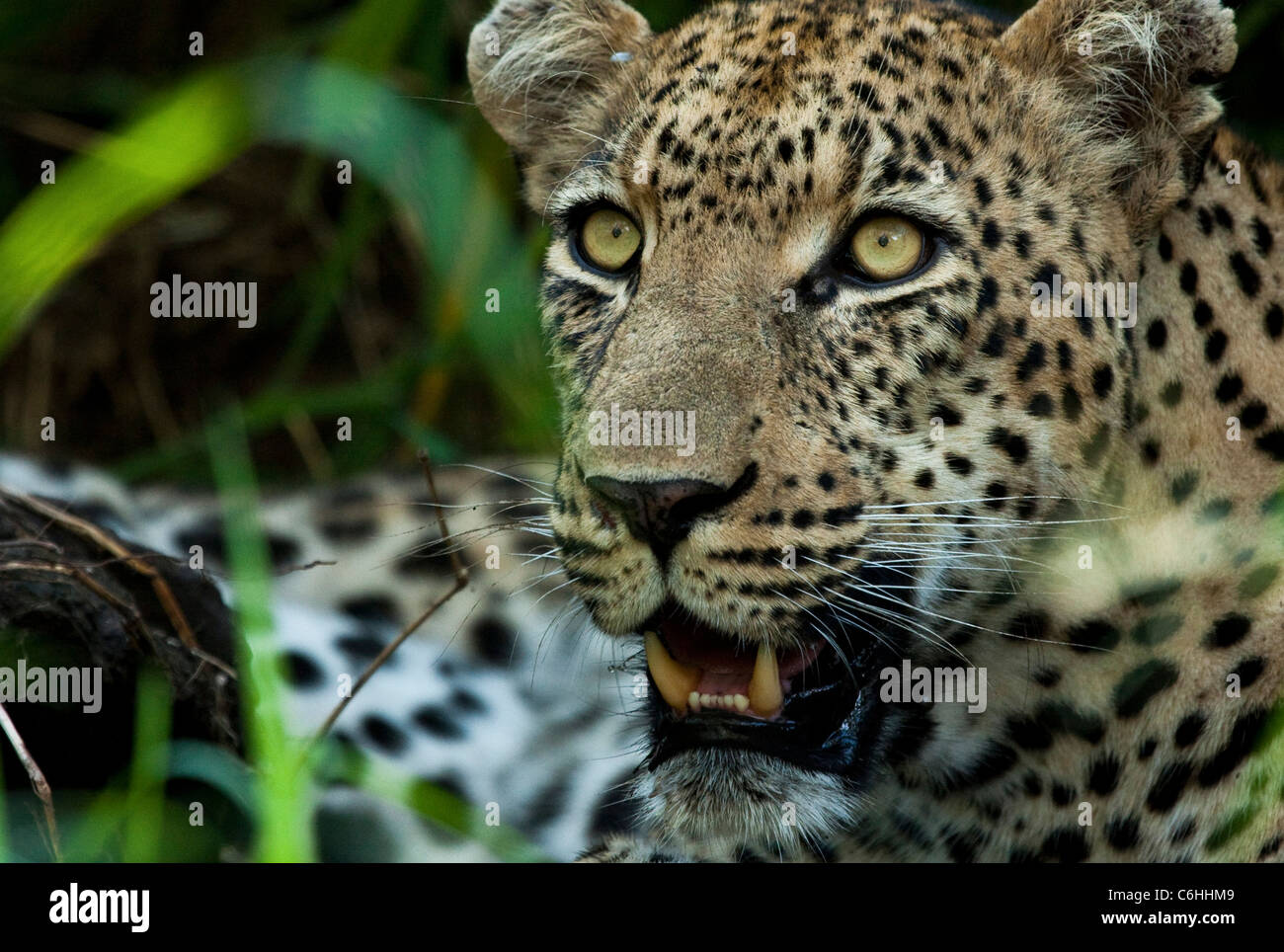Tight portrait of a leopard with its mouth open Stock Photo - Alamy