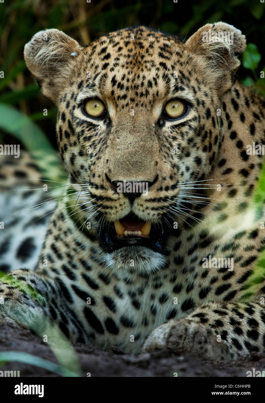 Frontal, tight portrait of a leopard with its mouth open Stock Photo ...