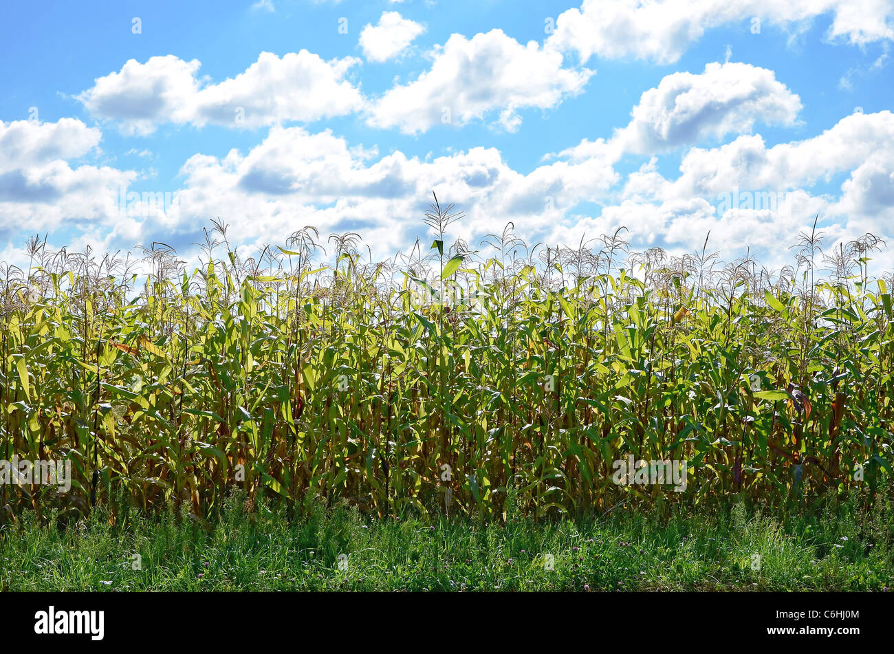 corn on a vegetable garden Stock Photo - Alamy