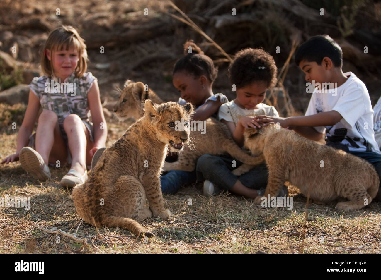 Young children petting lion cubs Stock Photo - Alamy