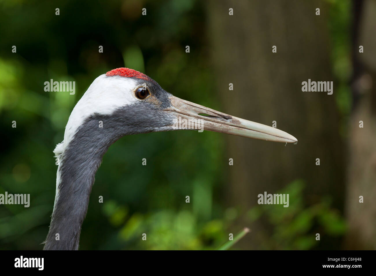 Gib crane hi-res stock photography and images - Alamy