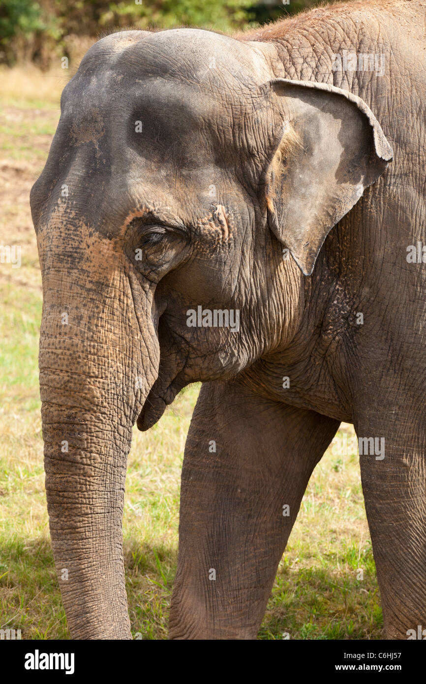 Asian Elephant Elephas maximus Twycross Zoo Warwickshire England UK GB ...