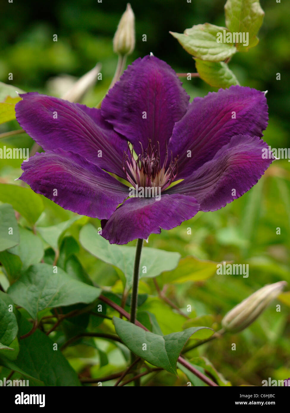 Purple clematis hi-res stock photography and images - Alamy