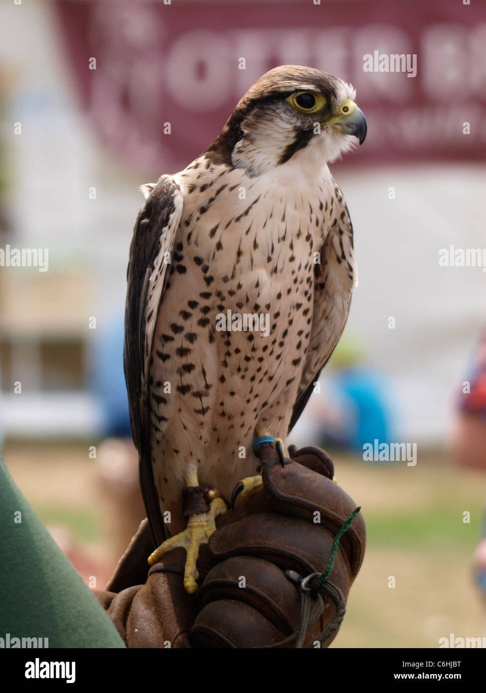 Lanner Falcon, Falco biarmicus, UK Stock Photo - Alamy