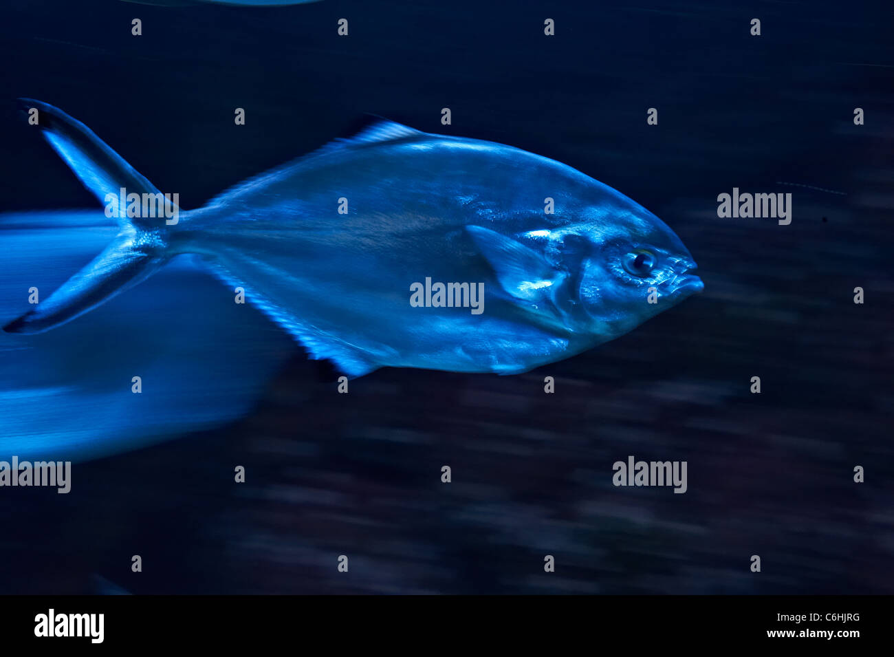 Fish under hi-res stock photography and images - Alamy