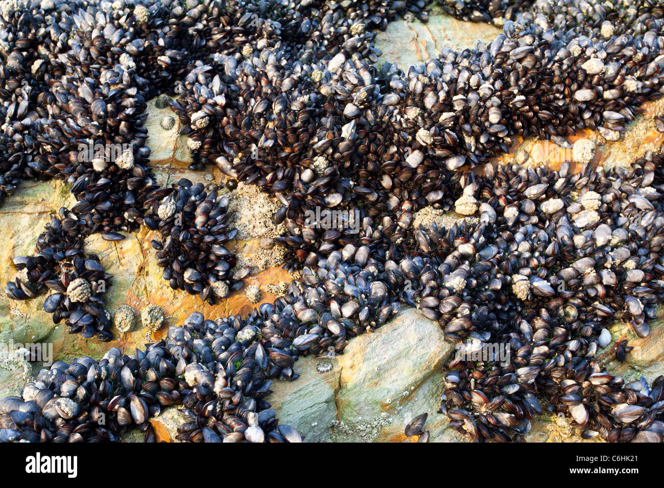Mussels on rocks hi-res stock photography and images - Alamy