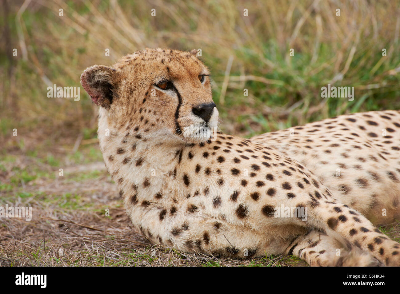 Male cheetah hi-res stock photography and images - Alamy